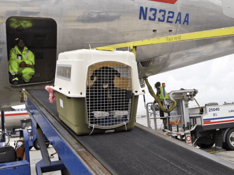Transport of Live Animals - ACI Africa